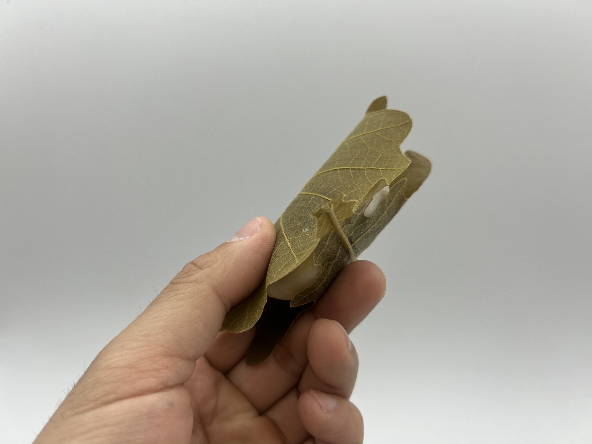 業務スーパーの柏餅食べてみた | たべました。